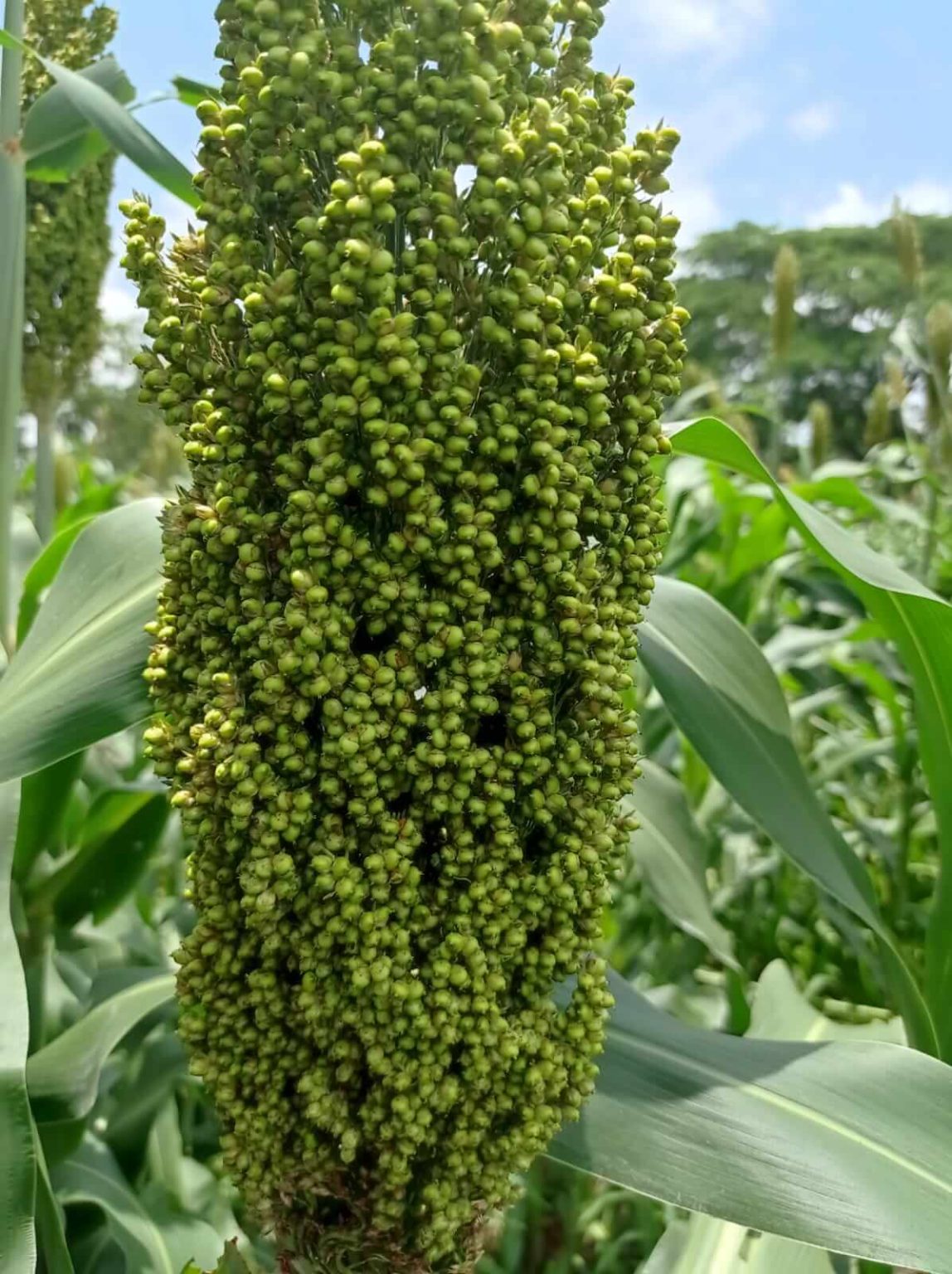 El SORGO FORRAJERO, ALTERNATIVA ECONÓMICA PARA HACER ENSILAJE - San Rafael